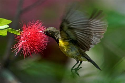 Nectarivorous Tamsi