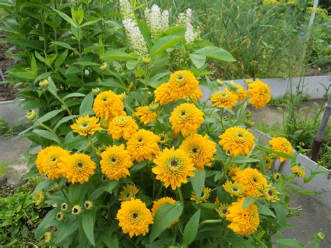 Желтые цветы на даче многолетники 73 фото НА ДАЧЕ ФОТО