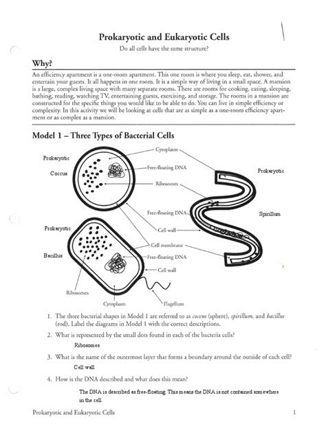 Honors Bio Pogil Prokaryotic And Eukaryotic Cells Pdf Cell Biology