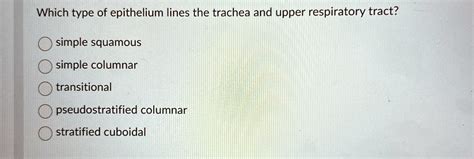 Which Type Of Epithelium Lines The Trachea And Upper Respiratory Tract