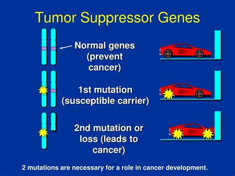 Ppt Oncogenes And Cancer Powerpoint Presentation Free Download Id