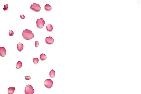 선택적 초점에 부드러운 스타일과 복사 공간과 흰색 고립 된 배경에 달콤한 핑크 로즈 코롤라의 그룹 개체 그룹에 대한 스톡 사진 및 기타 이미지 Istock