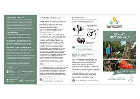 Pdf Evolution Of Eucalypts Key Facts About Eucalypts · Eucalyptus