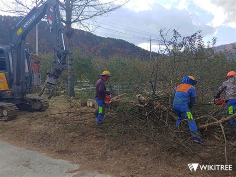 가평군 소나무 재선충병 방제사업 총력 위키트리