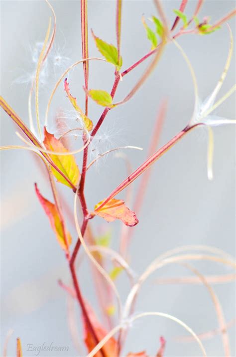 Fragile By Eagledream On Deviantart