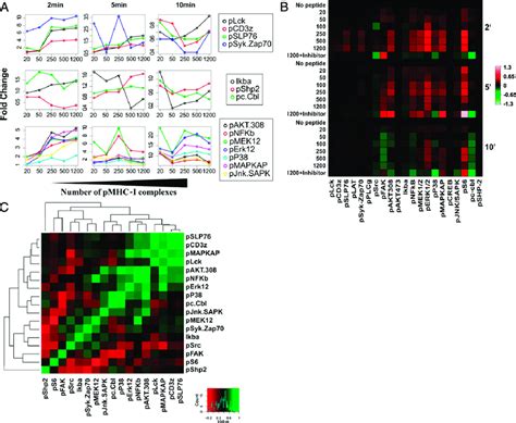 High Throughput Analysis Of T Cell Signaling Profiles By Download Scientific Diagram