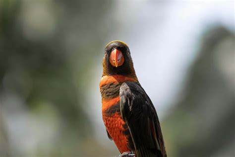 Download Dusky Lory Perched Wallpaper Wallpapers Com
