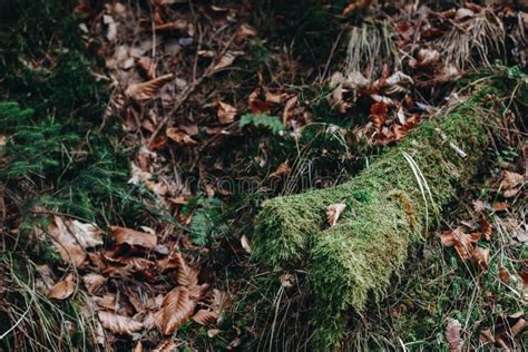 Branch Covered With A Moss Texture In Forest With Spruce Needle Stock