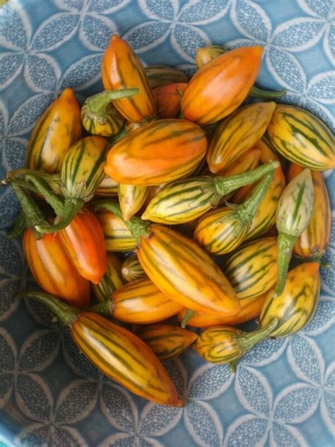Striped Toga Eggplant Seeds Heritage Hobby Seed Ark