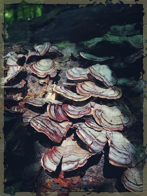 Tree Conks Photograph By Amy Sorvillo