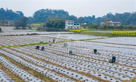 四川泸州：惊蛰到农事忙 人民图片网