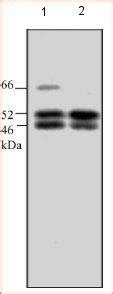 Anti SHC Antibody Ab24787 Abcam