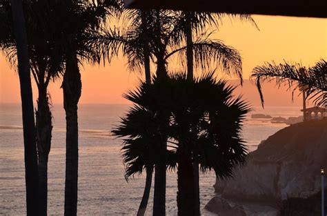 Premium Photo Sun Shining Through Palm Trees