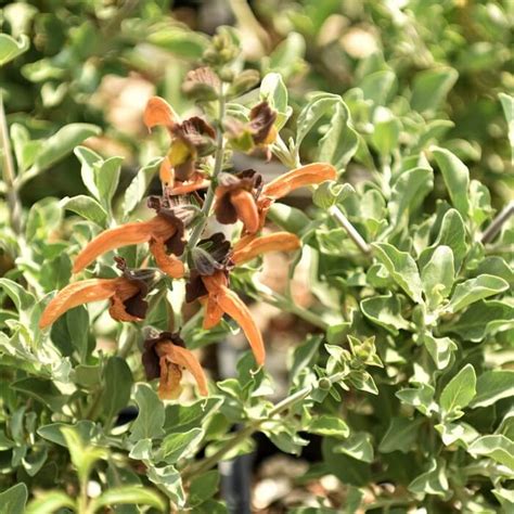 Salvia Africana Lutea