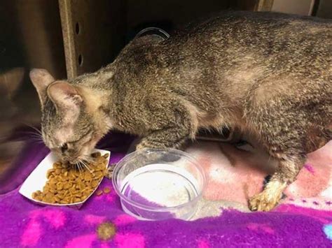 Ce que cet homme a fait pour sauver 16 chats et chatons derrière le mur