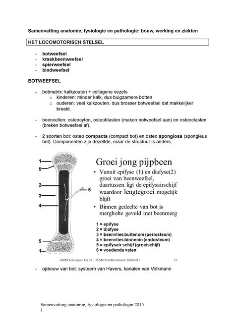 Samenvatting Anatomie Fysiologie En Pathologie Bouw Werking En Ziekten Beencellen