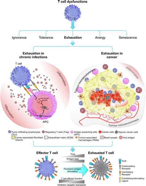 T Lymphocytes Diagram
