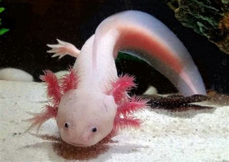 Fascinating Axolotl Reference Ideas For Enthusiasts