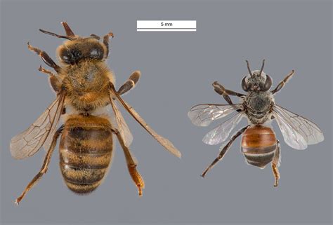 Red Dwarf Honey Bee Department Of Primary Industries And Regional