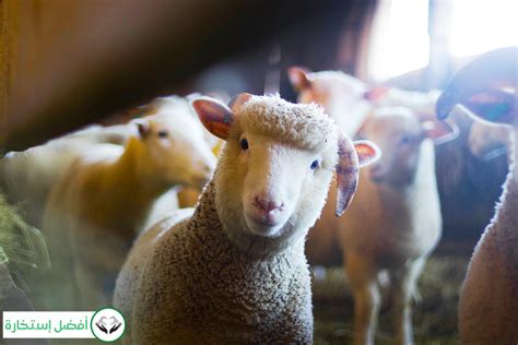 Dream Interpretation Of Sheeps In Islam Best Istikhara