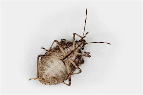 Stink Bug Control Near Me Stink Bug Control Columbus Ohio