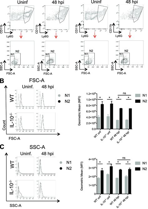 Two Neutrophil Subsets N1 And N2 Are Found In Lungs Of Wt And