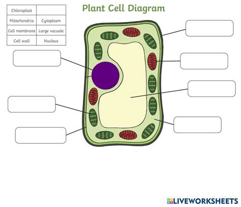 Plant Cell Live Worksheets Worksheets Library