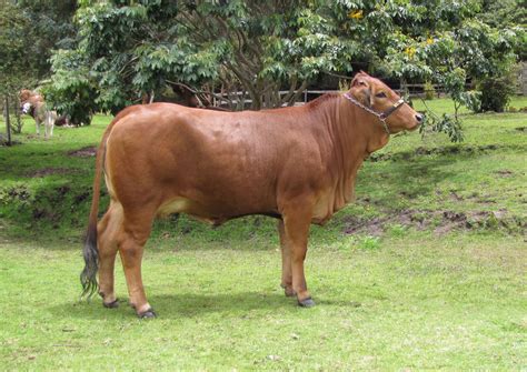 Simmental X Brahman Asosimmental Simbrah Colombia