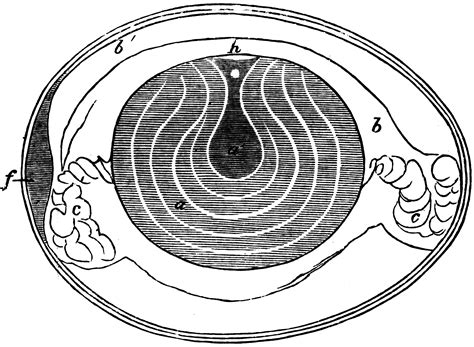 Egg Parts Clipart Etc