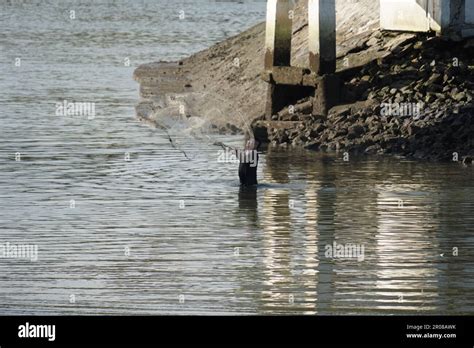 Photo Of A Man Casting A Fishing Net Stock Photo Alamy