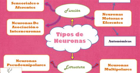 Blog De Fisiología Uas De Gisselle Gpe Camarillo Ramos Tipos De Neuronas