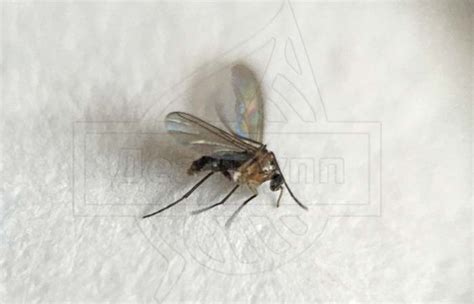 Мошки фото и описание виды мошек откуда появляются