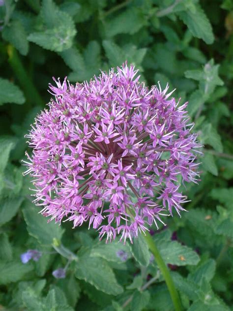 Allium Allium Hollandicum The Beth Chatto Gardens