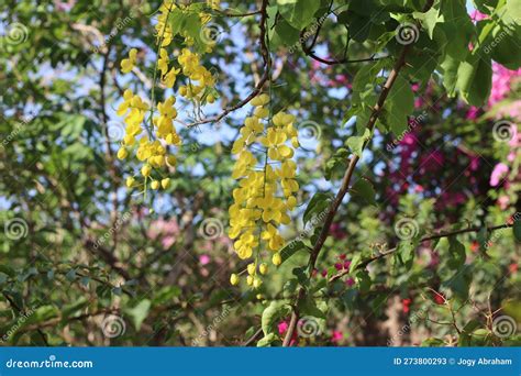 Blossomed Golden Shower Tree Or Kanikonna In Malayalam Stock Image