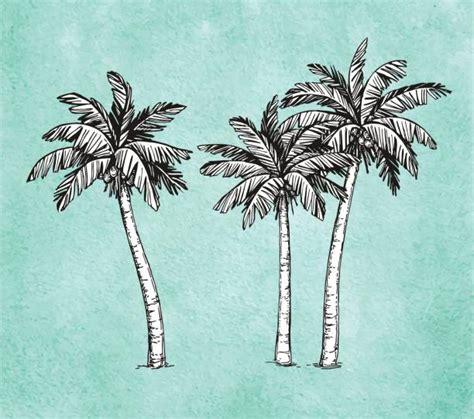 Palm Tree Etching Illustrations Royalty Free Vector Graphics And Clip