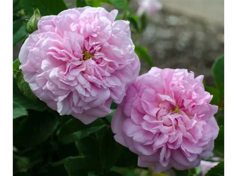 Ispahan