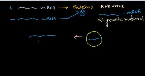 9 Replication Of Negative Stranded Rna Virus Youtube