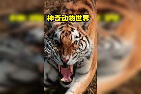 怀孕斑马难产，一群秃鹫亲自操刀“手术”，直接掏空斑马肚子！2斑马手术秃鹫