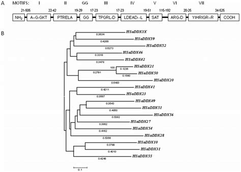 Shortlisted Dead Box Helicases After Alignment Based Iterations A