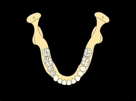 Determinants Of Occlusion Ppt