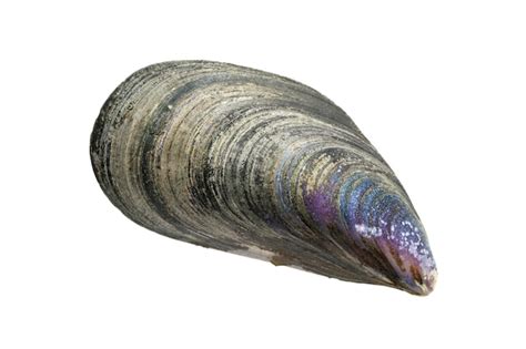 Premium Photo Clam Shell Isolated
