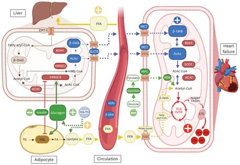 Energy Production Through Sglt2 Inhibitors And Ketone Bodies By