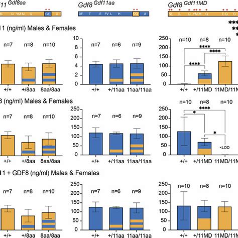 mutations snps present in myostatin gene and its association with