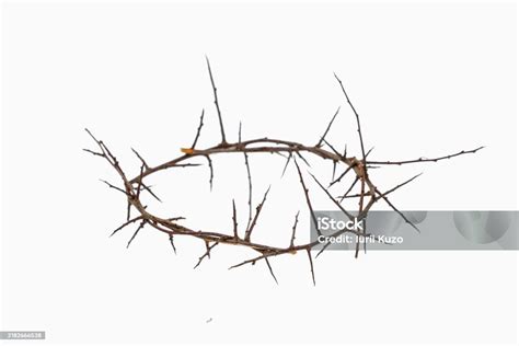예수 그리스도의 가시 면류관 흰색 배경에 고립되어 있습니다 가시에 대한 스톡 사진 및 기타 이미지 가시 가시관 고난 주간 Istock