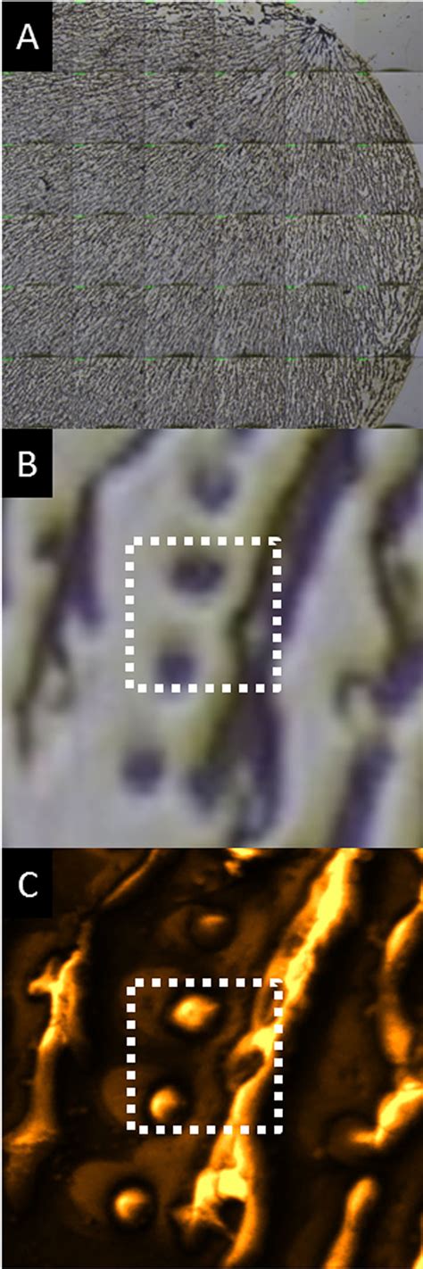 Optical A 4500Â4500 μm And B 120Â120 μm Field Of View And Secondary