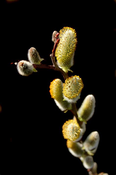 Pussy Willow 1 Pyrography By Robert Morin Pixels