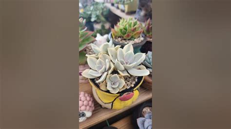 착한마녀의 다육이야기 다육농원 다육식물 다육이분갈이 반려식물 다육이종류 다육이금 다육이선물 집들이선물 다육이키핑장 경주다육이 Youtube