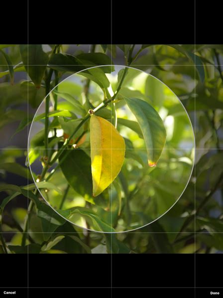 Module For Implementing The Process Of Cropping Images