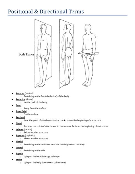 Anatomical Directional Terms Practice