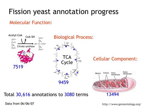Ppt The Gene Ontology Project And Its Application To Fission Yeast Functional Genomics Data